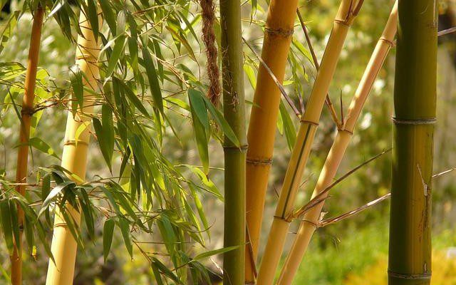 Why bamboo? 11 benefits of bamboo! - Bamboo Toilet Paper OEM Manufacture