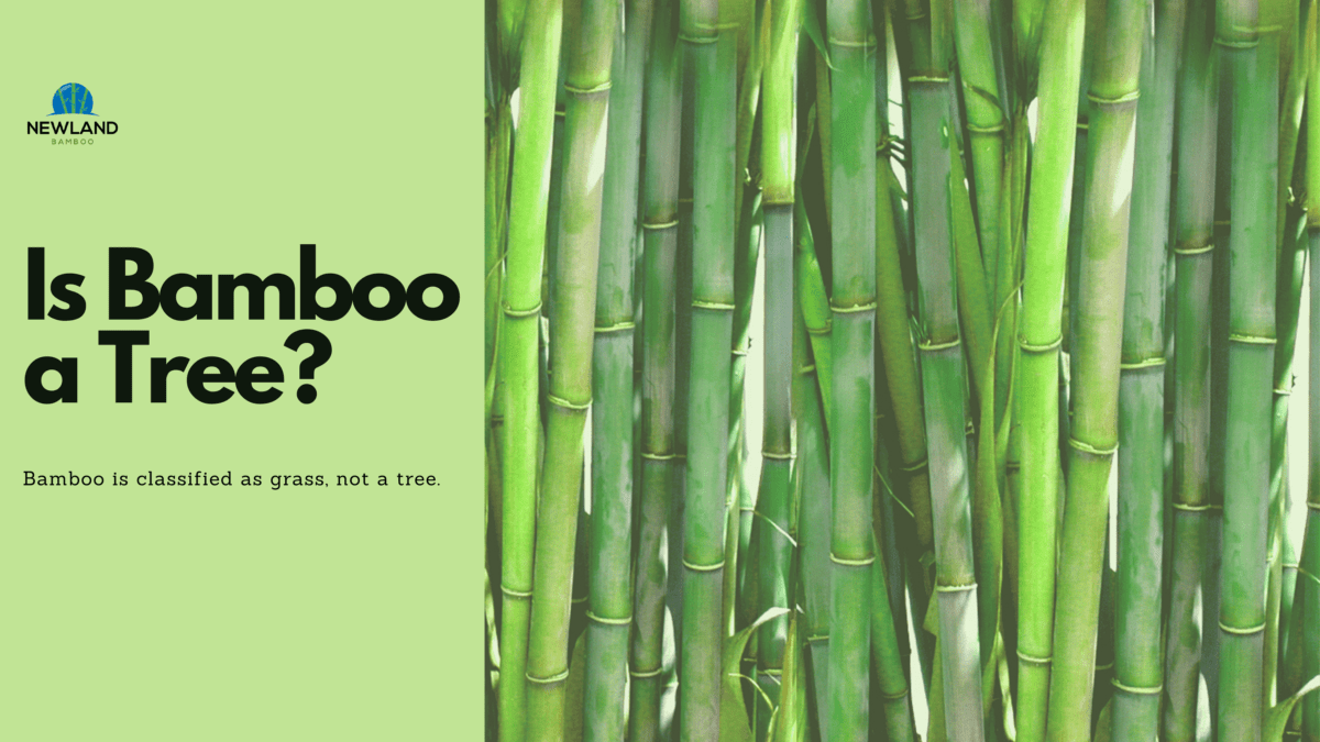 Is Bamboo a Tree? Exploring the Facts