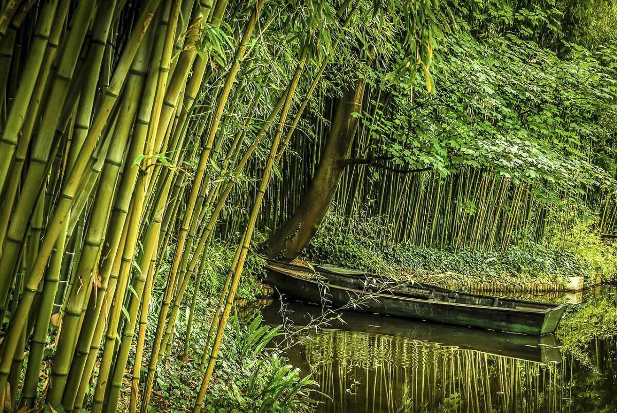 Is Bamboo a Tree? Exploring the Facts