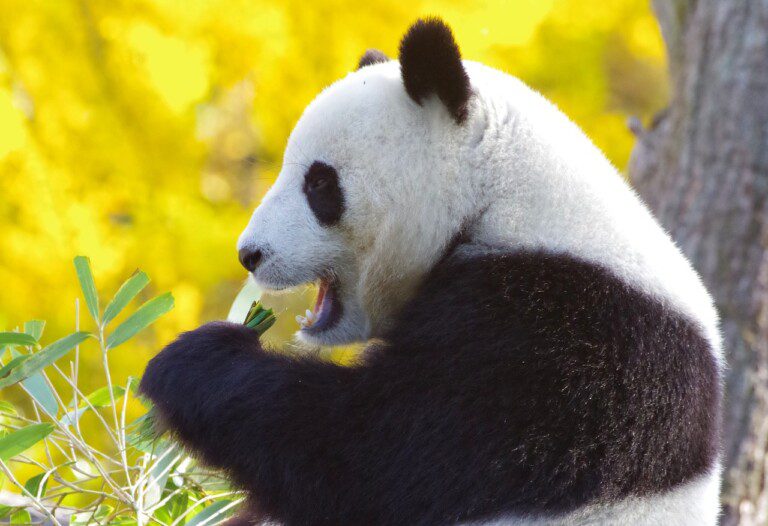 Why Do Pandas Eat Bamboo? Learn About Their Diet, Evolution & Nutrition